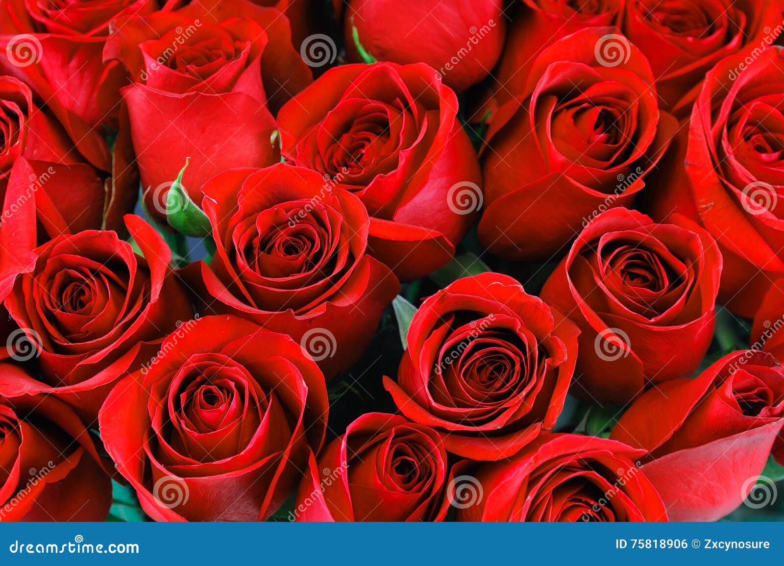 Fresh Red Roses in a Bouquet As Background Stock Photo - Image of flora ...