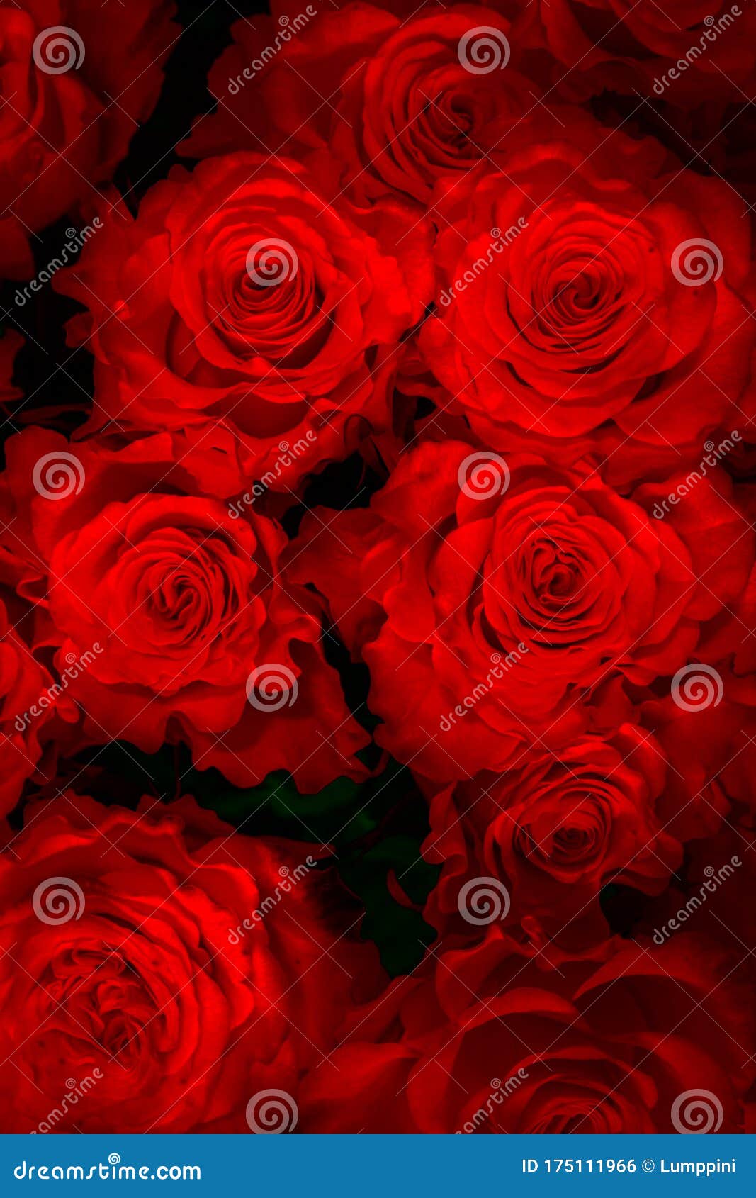 Fresh Red Roses Isolated on a Black Background. Greeting Card with ...