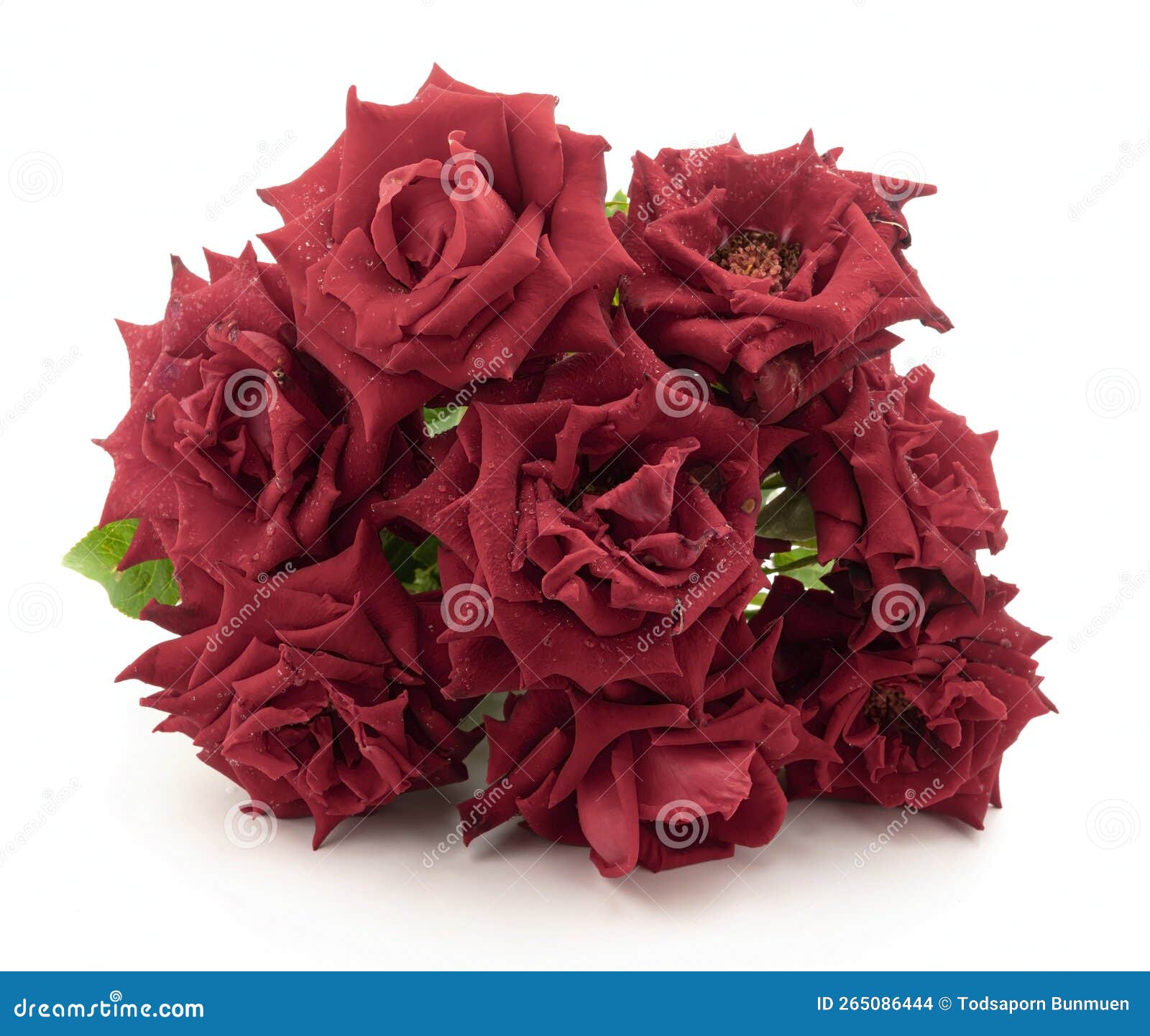Fresh Red Roses Isolated on a White Background Stock Photo - Image of ...