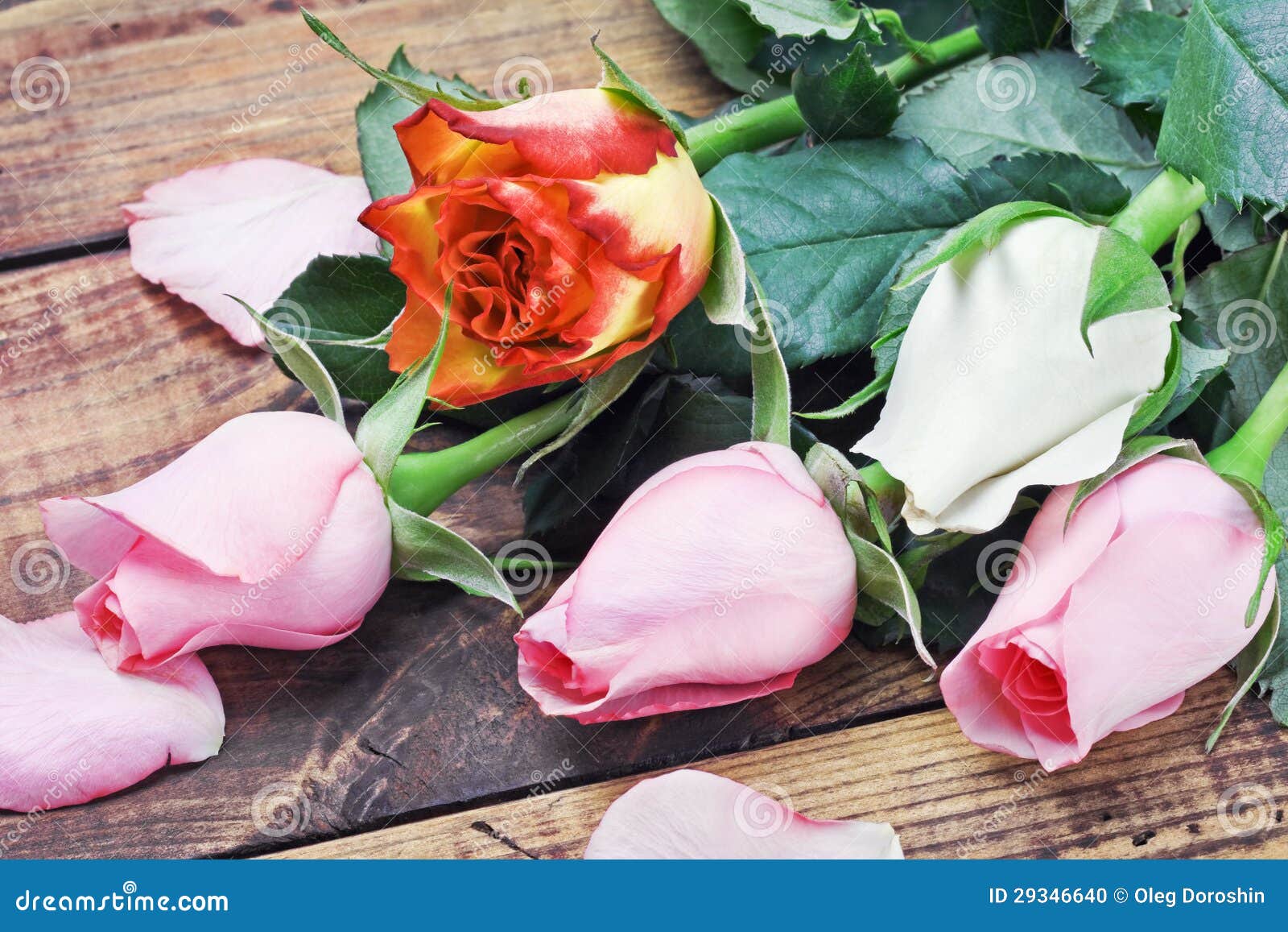 Fresh red roses lying stock photo. Image of color, focus - 29346640