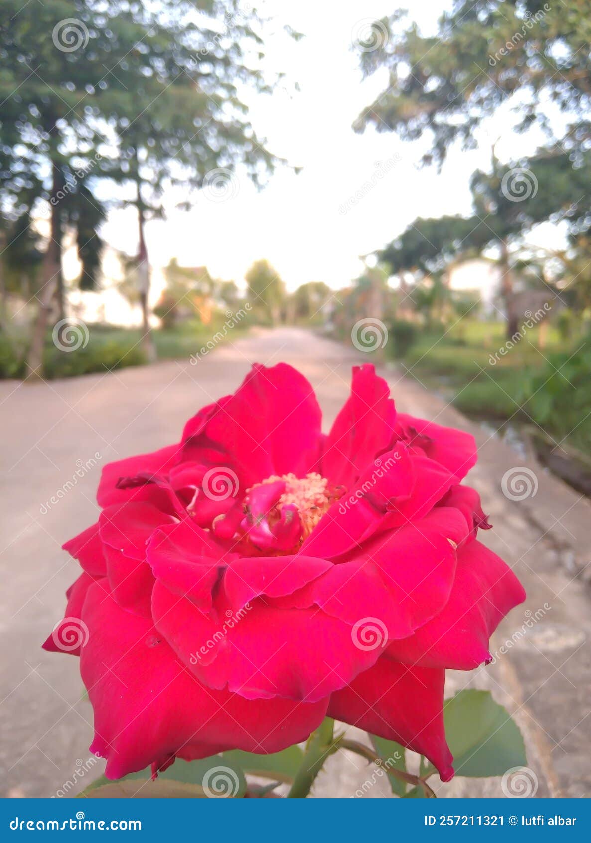 Fresh Red Roses Soothe the Eyes Stock Image - Image of soothe, fresh ...