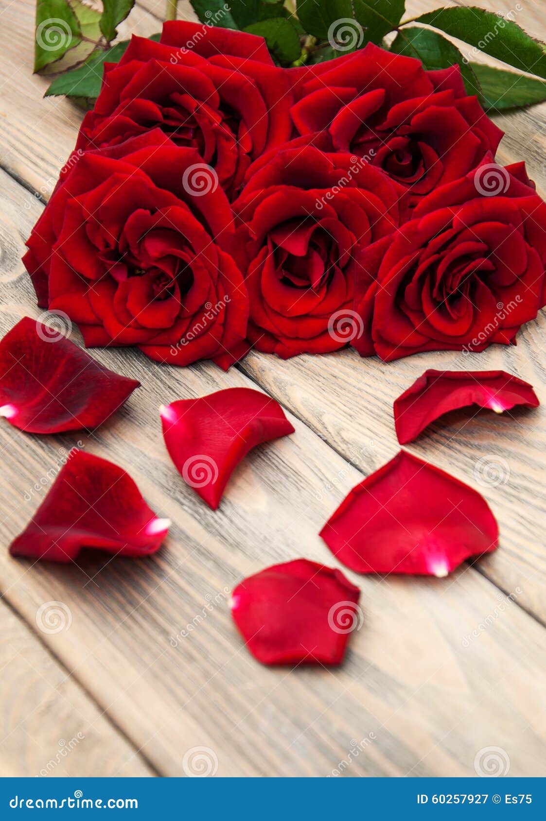 Fresh Red roses stock image. Image of color, background - 60257927