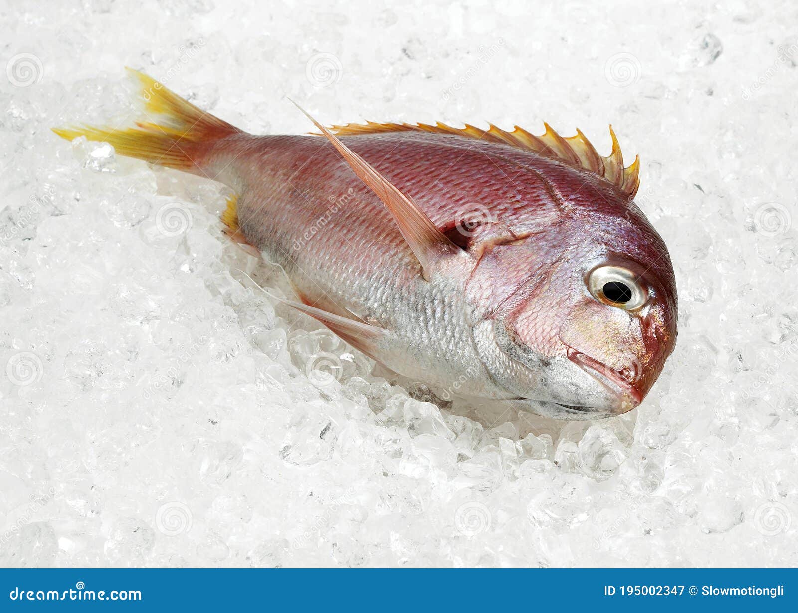 FRESH RED SEA BREAM Pagellus Bogaraveo STANDING on ICE Stock Image ...