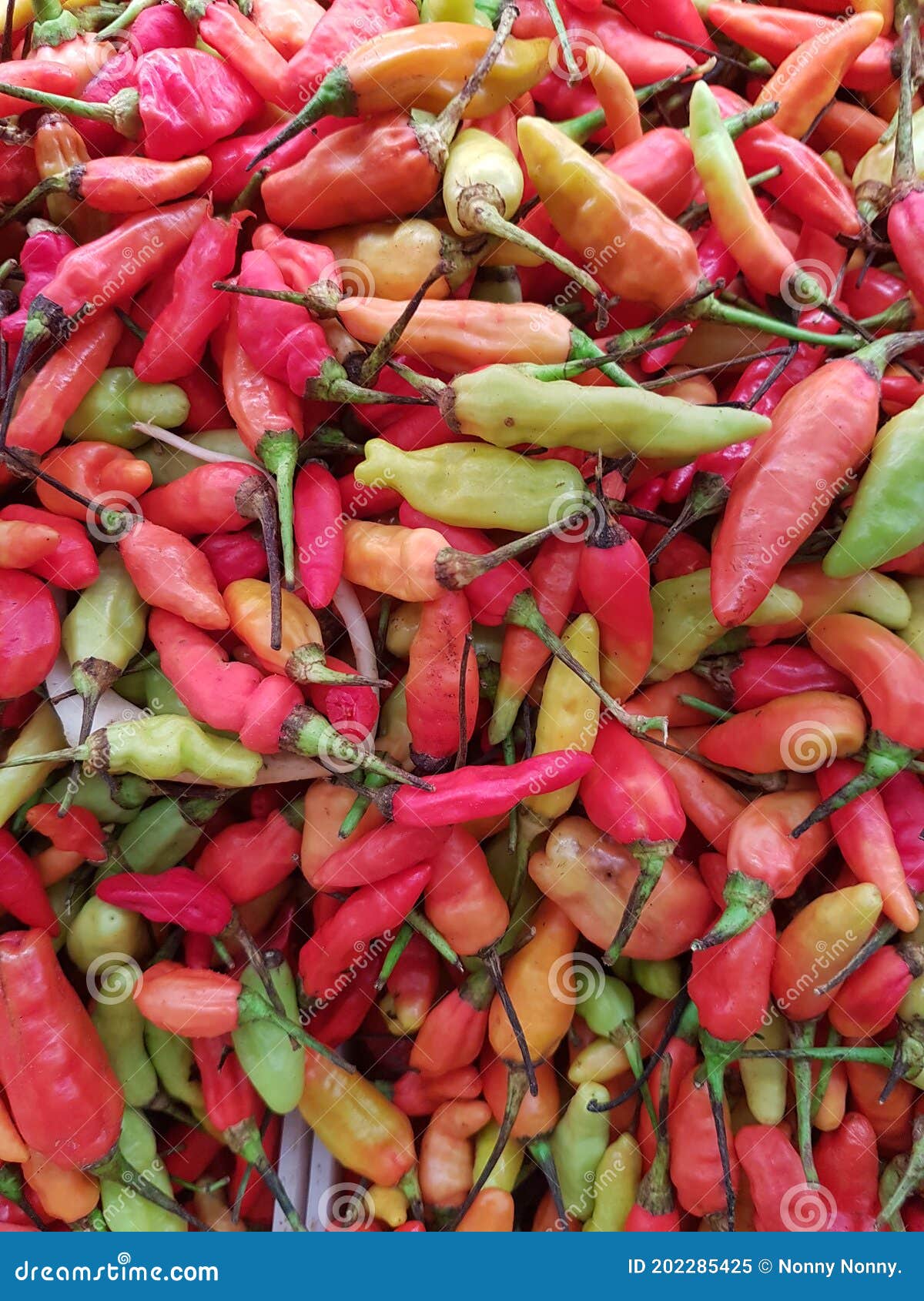 Fresh red small chili stock image. Image of flower, chili - 202285425