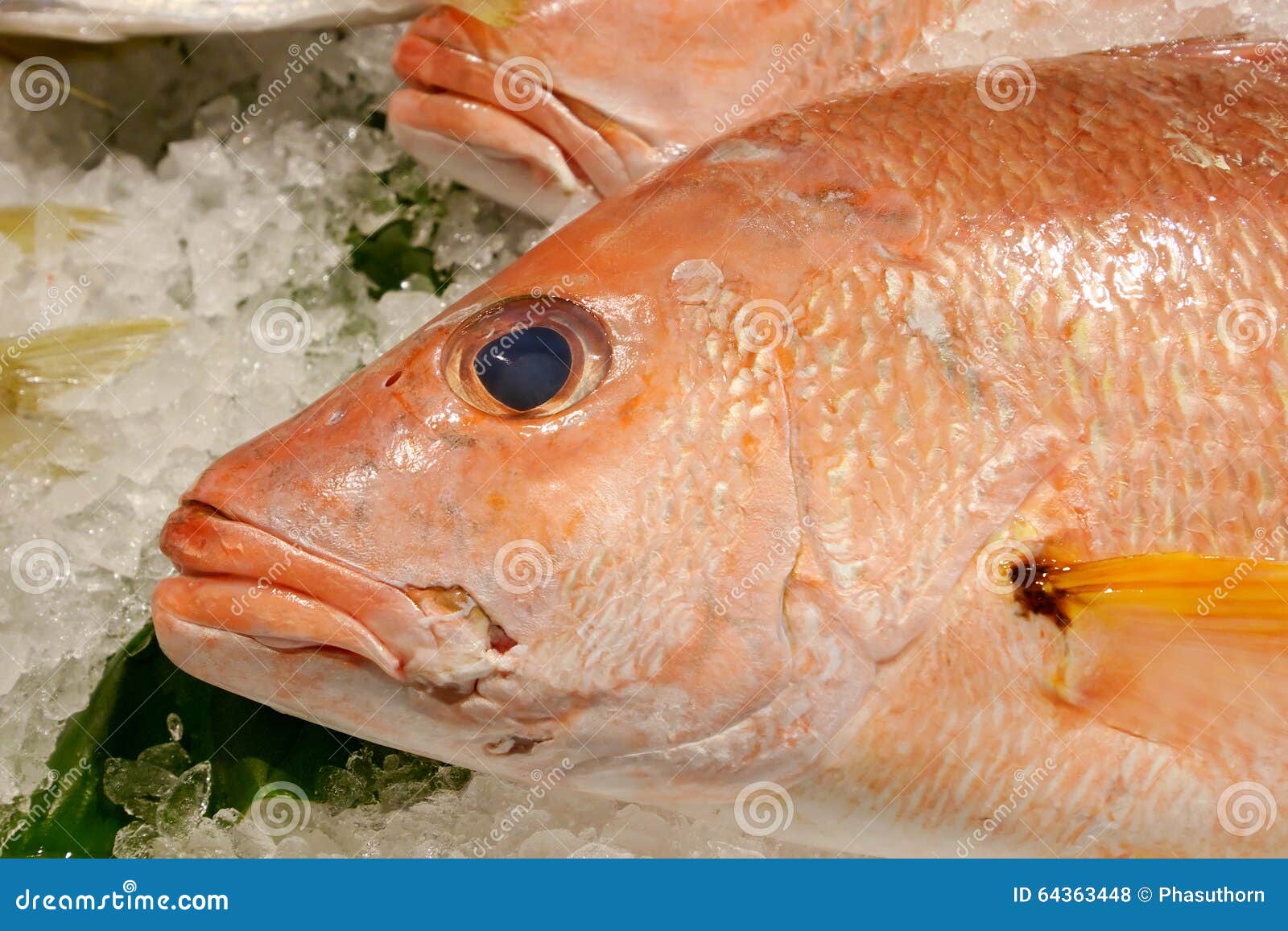 The fresh red snapper fish stock photo. Image of preserve - 64363448