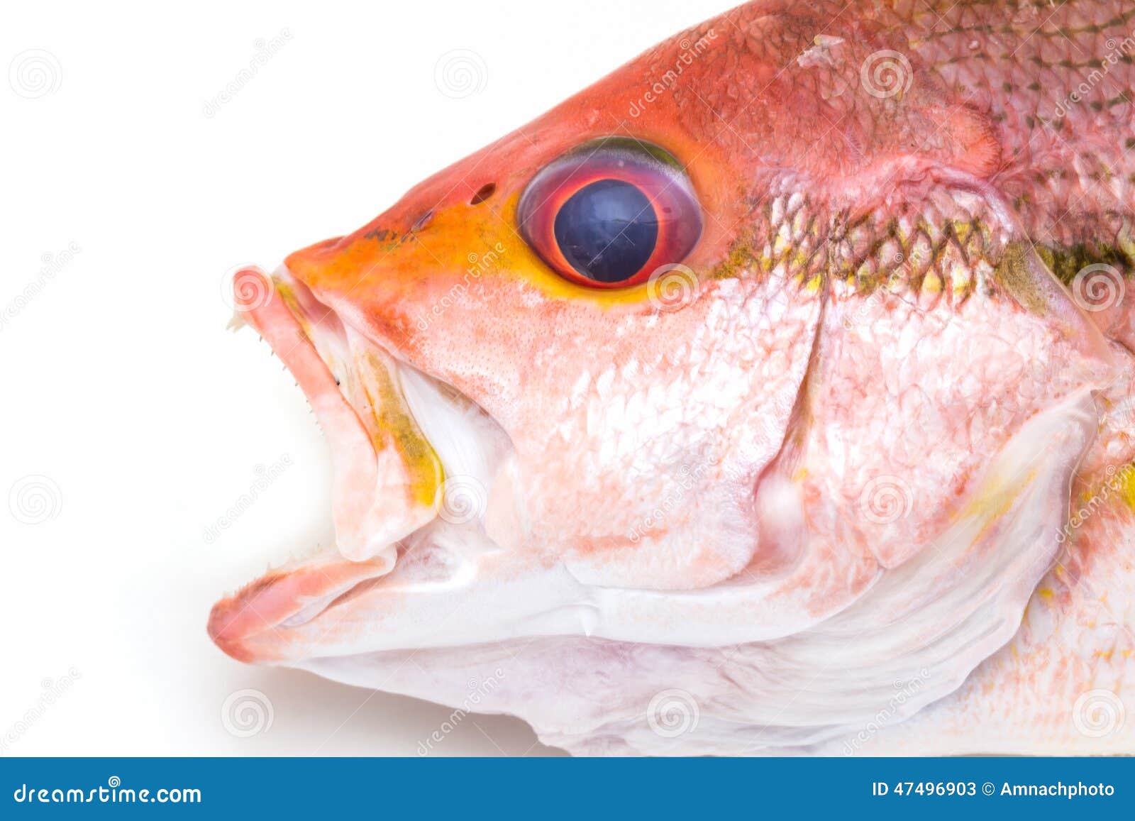 Fresh Red Snapper Fish. stock image. Image of closeup - 47496903