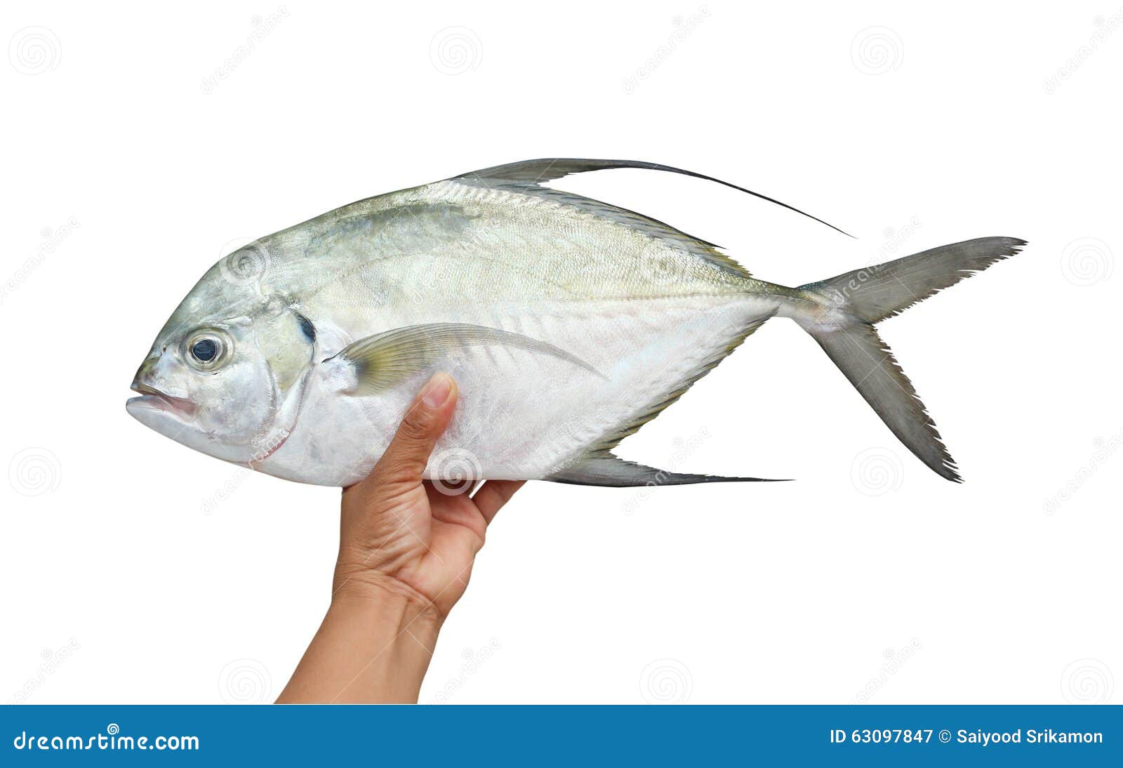 Fresh red snapper stock image. Image of color, animal - 63097847
