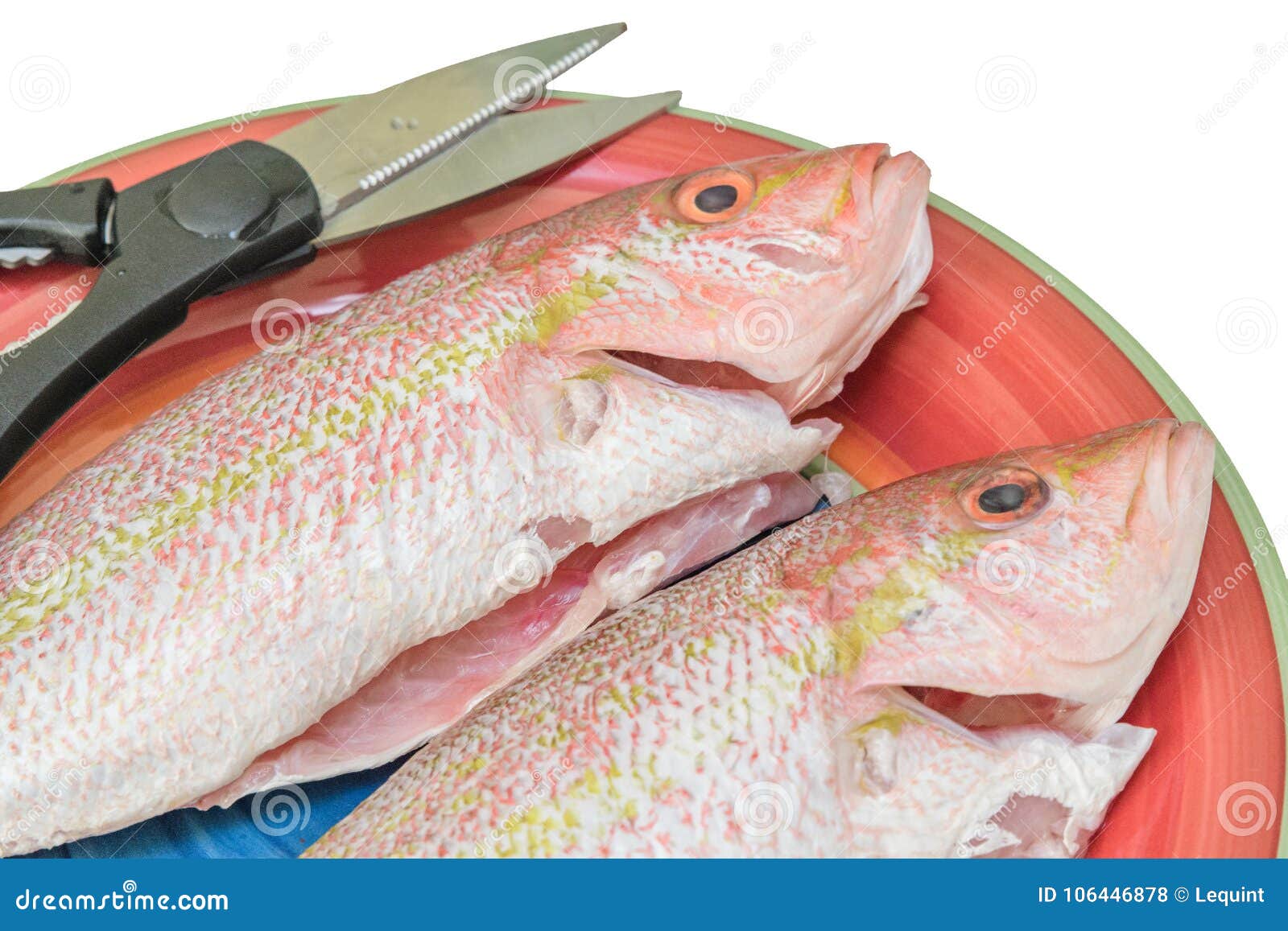Fresh red snapper on plate stock photo. Image of healthy - 106446878