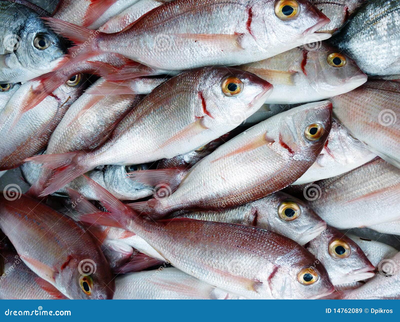 Fresh red snappers closeup stock image. Image of fish - 14762089