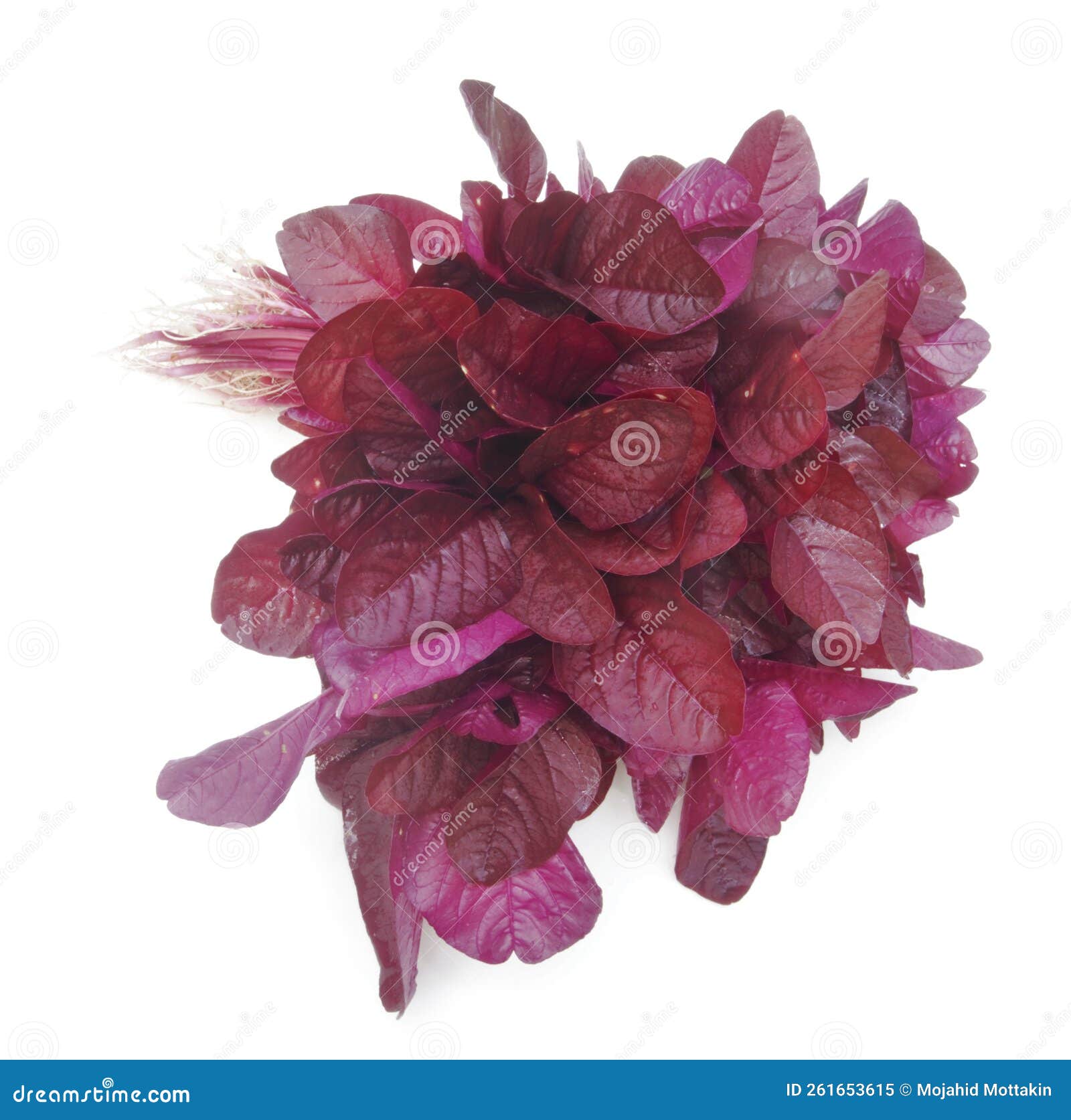 Fresh Red Spinach (Amaranthus Dubius) Stock Image - Image of blossom ...