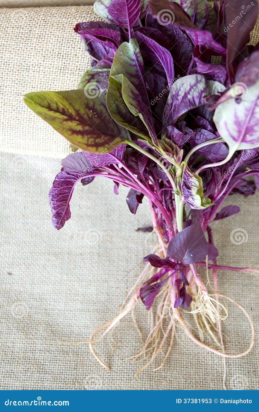 Fresh red spinach stock image. Image of food, violet - 37381953