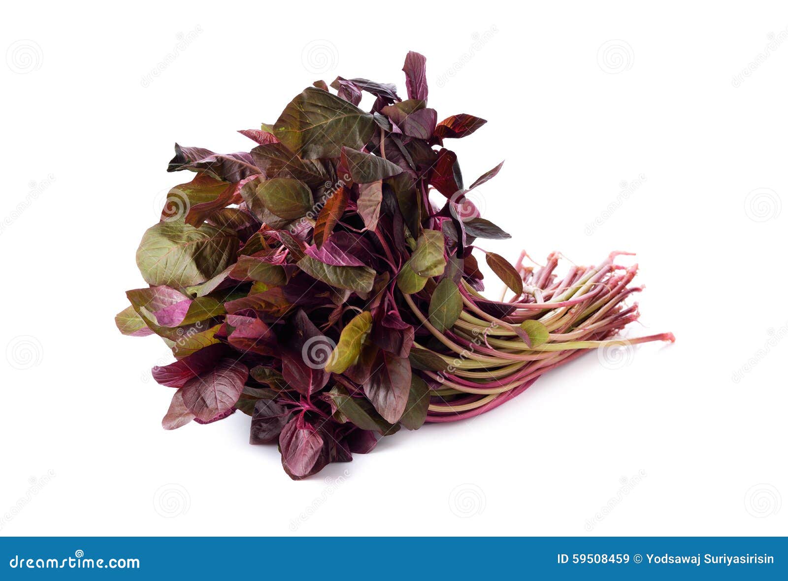 Fresh Red Spinach Or Red Amaranth On White Stock Image - Image of herb ...
