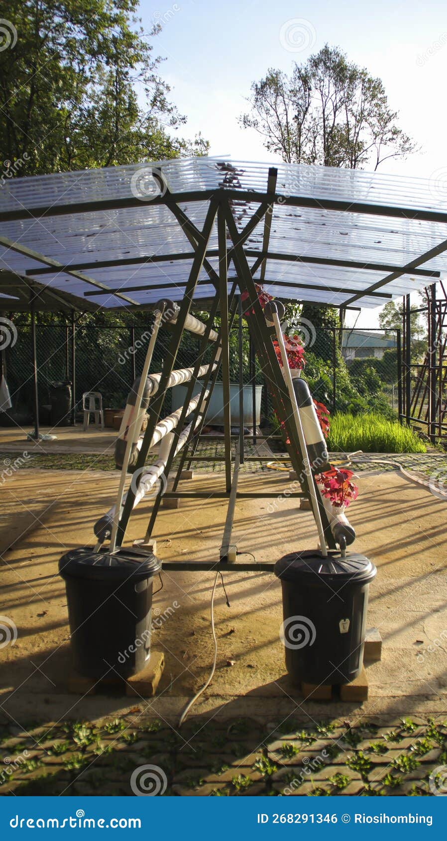 Fresh Red Spinach Vegetable Plant by Hydroponic Method. Nutrient Film ...