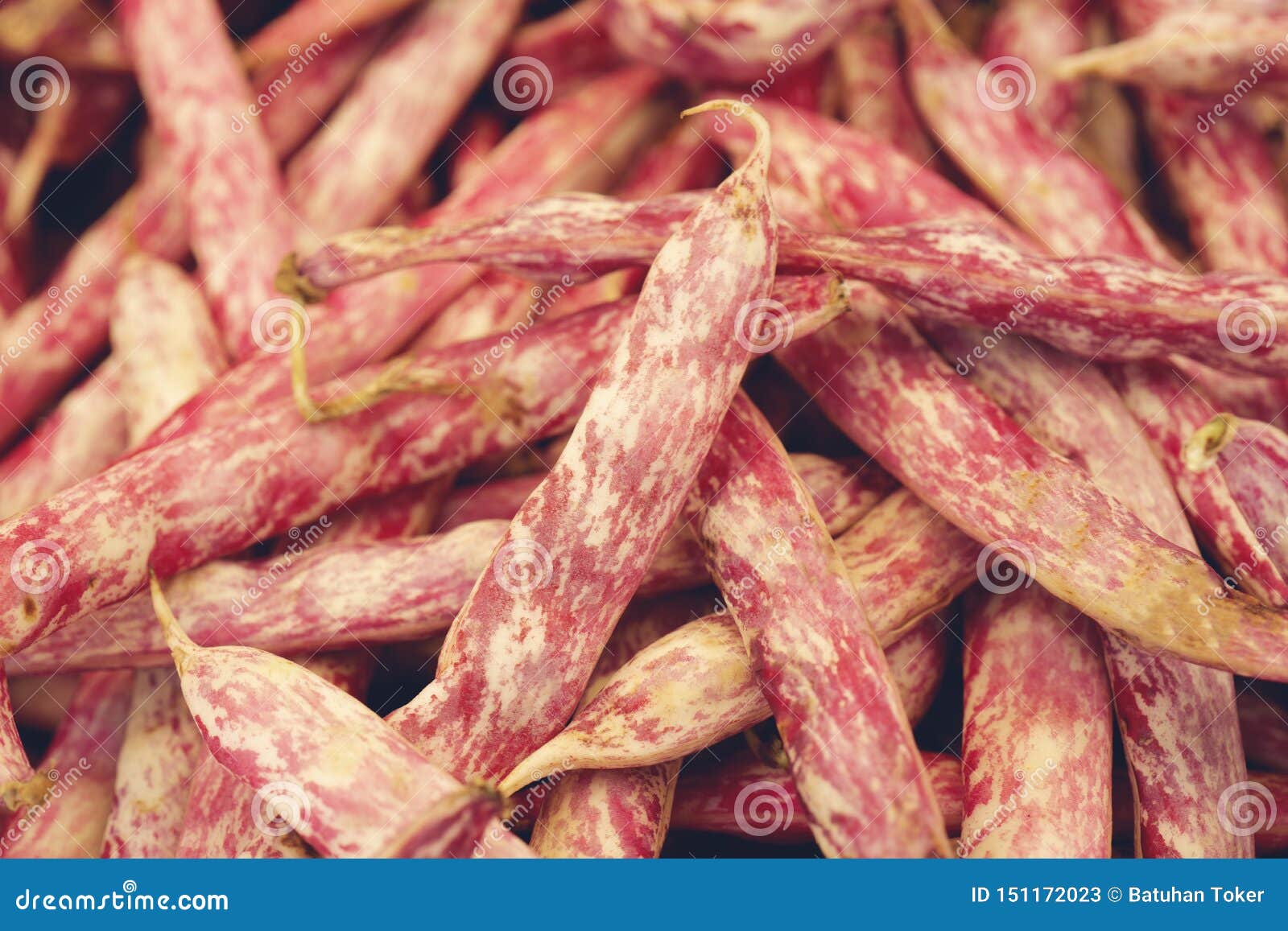 Borlotti Beans. Fresh Red String Beans Stock Image - Image of diet ...