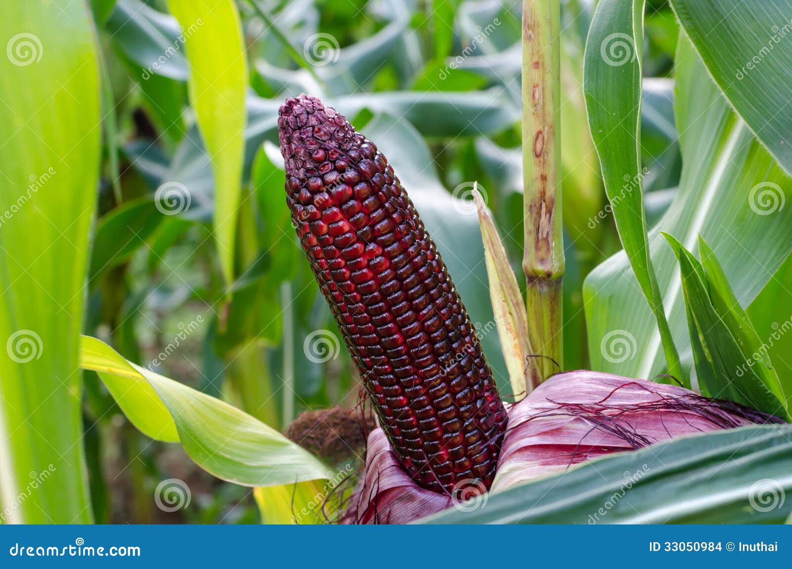 Fresh red sweet corn stock photo. Image of fresh, harvesting - 33050984