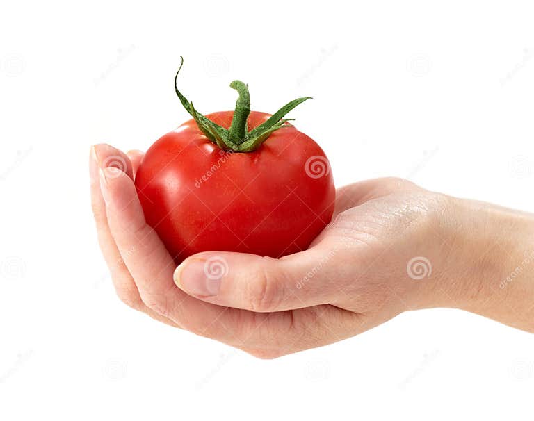Fresh Red Tomato in the Human Hand Stock Photo - Image of diet, leaf ...