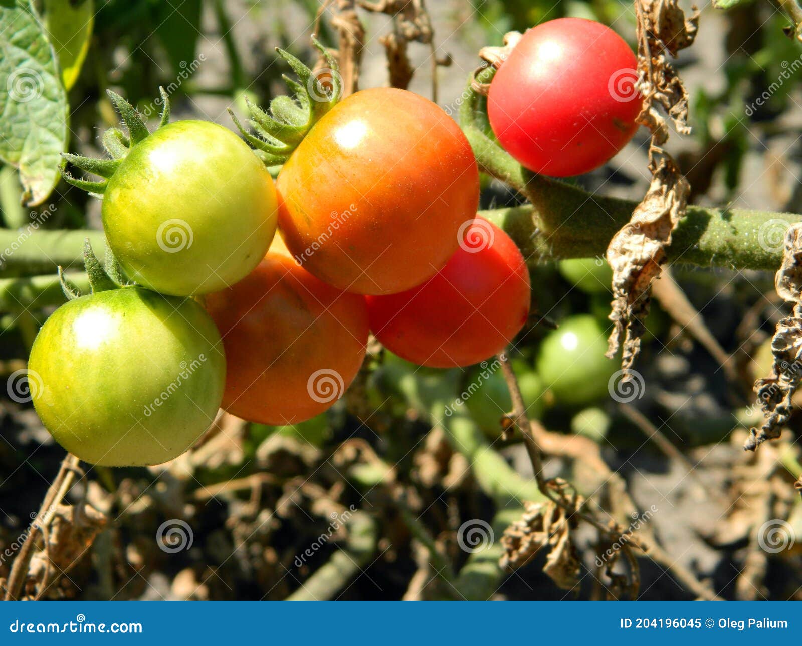 Fresh Red Tomato Picked in Summer Stock Image - Image of antioxidant ...