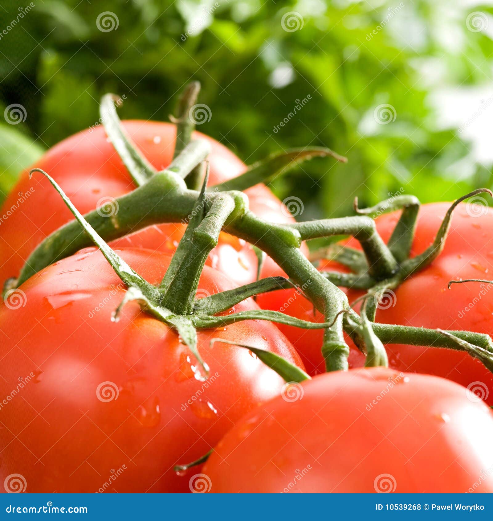 Fresh, red tomatoes stock photo. Image of food, vitamin - 10539268