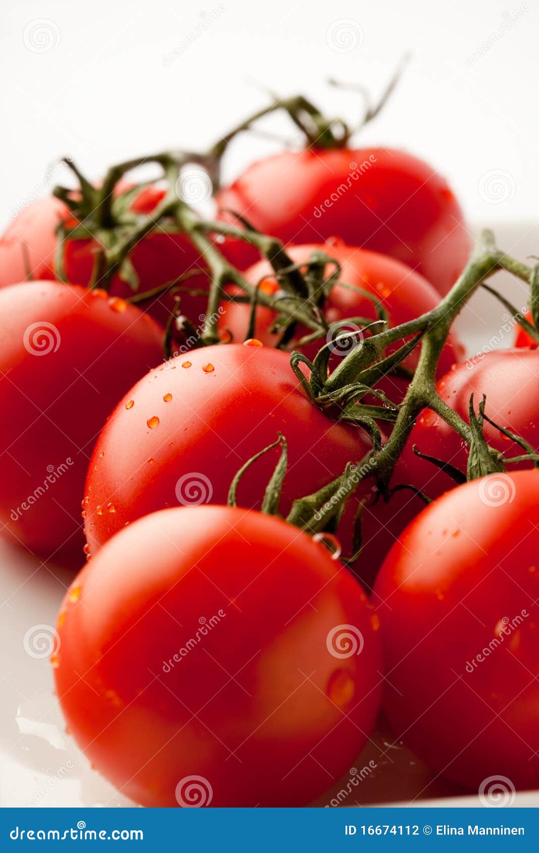 Fresh red tomatoes stock photo. Image of stem, nature - 16674112