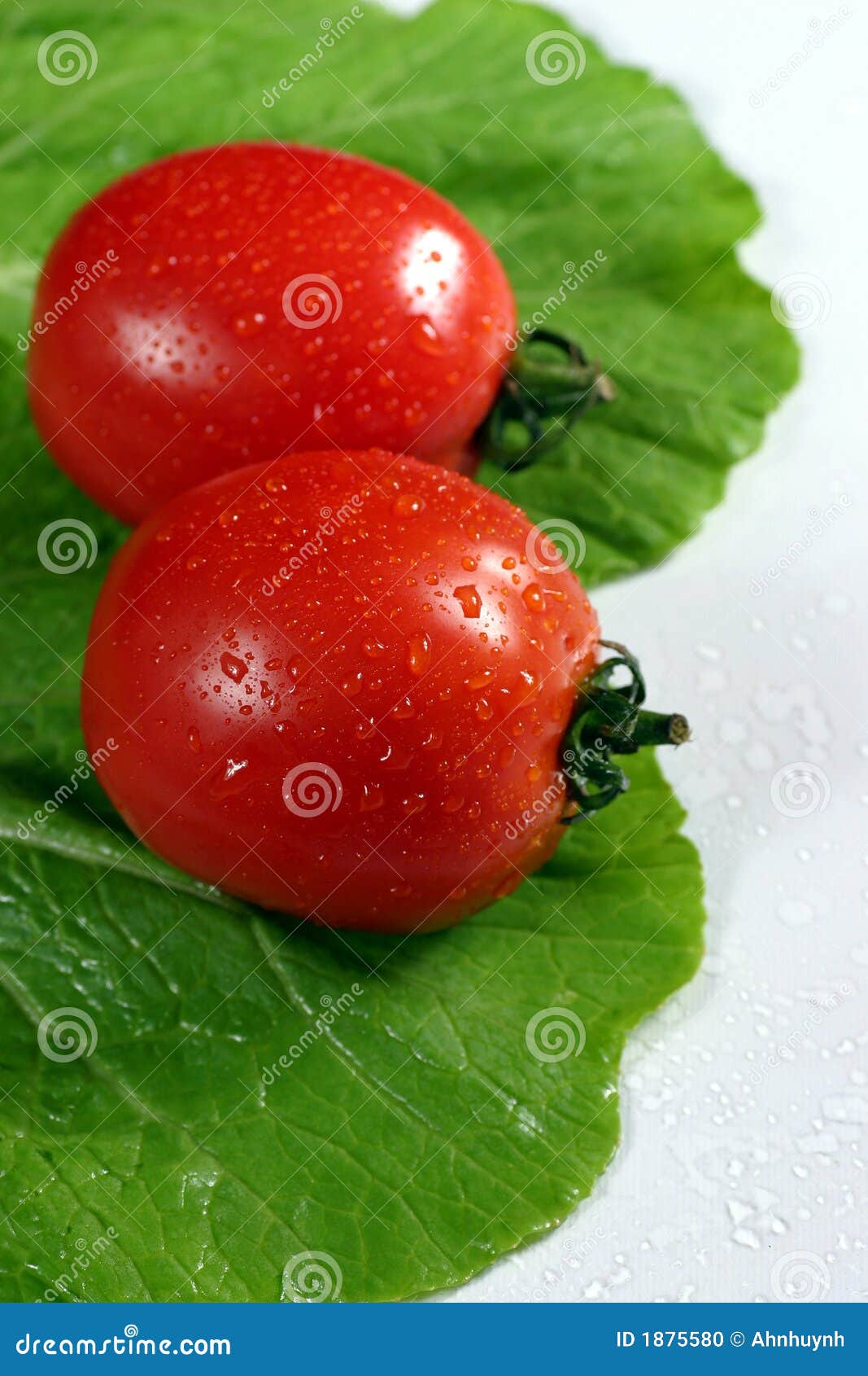 Fresh Red Tomatoes on Lettuce Stock Photo - Image of solanum, dewy: 1875580