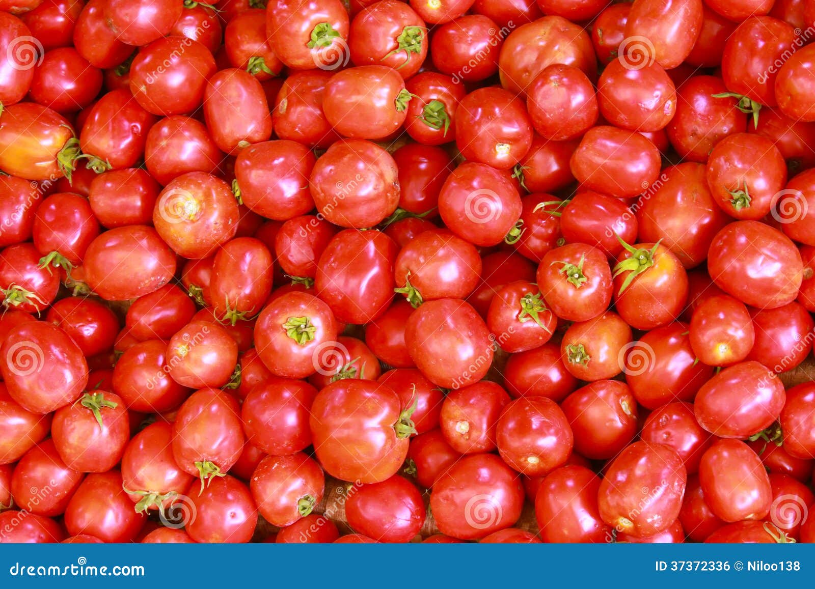 Fresh red tomatoes stock photo. Image of grocery, group - 37372336