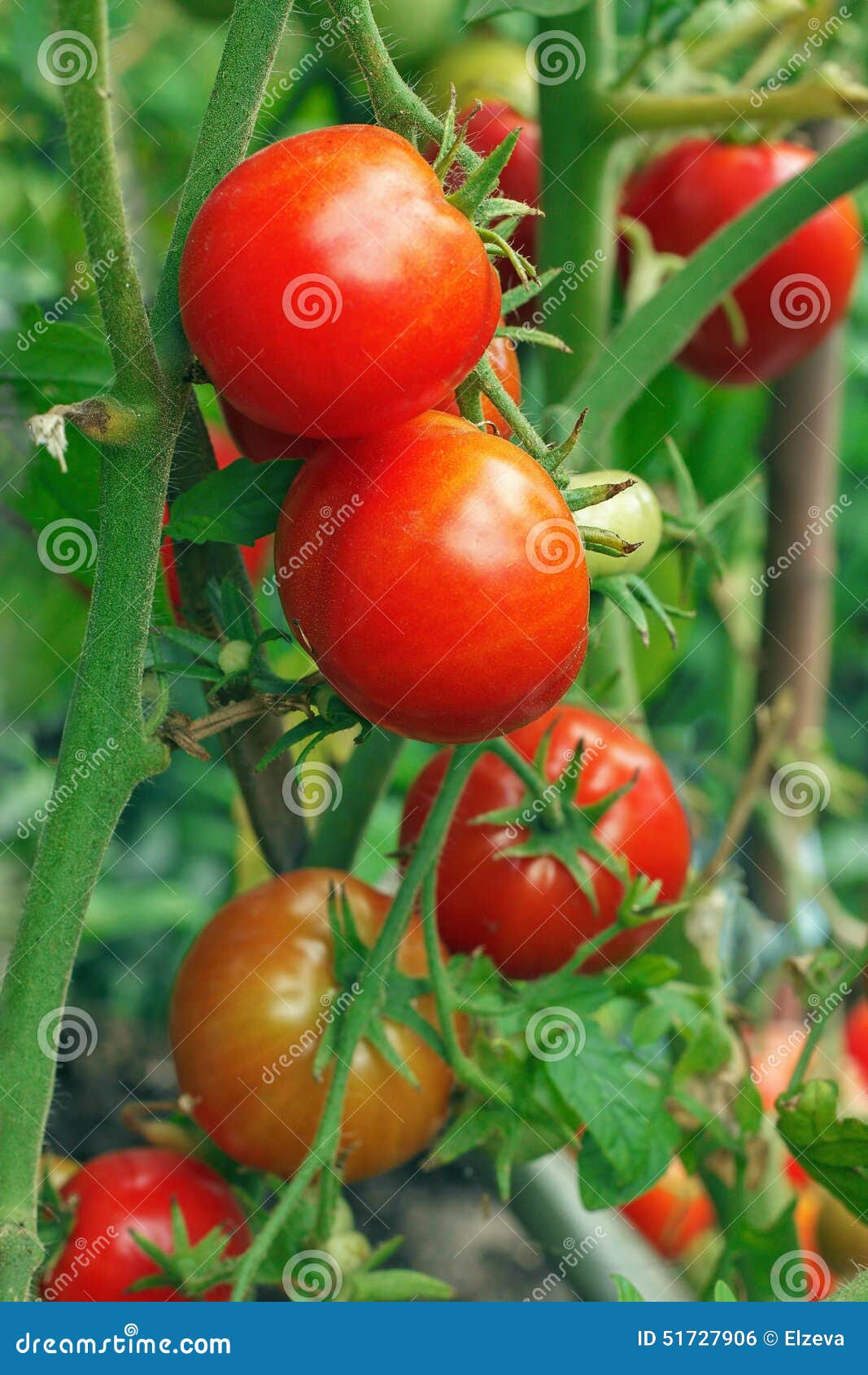Fresh Red Tomatoes Still on the Plant Stock Photo - Image of green ...