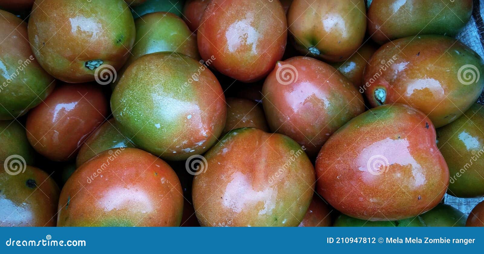 Fresh Red Tommato in Garden Stock Photo - Image of tommato, garden ...