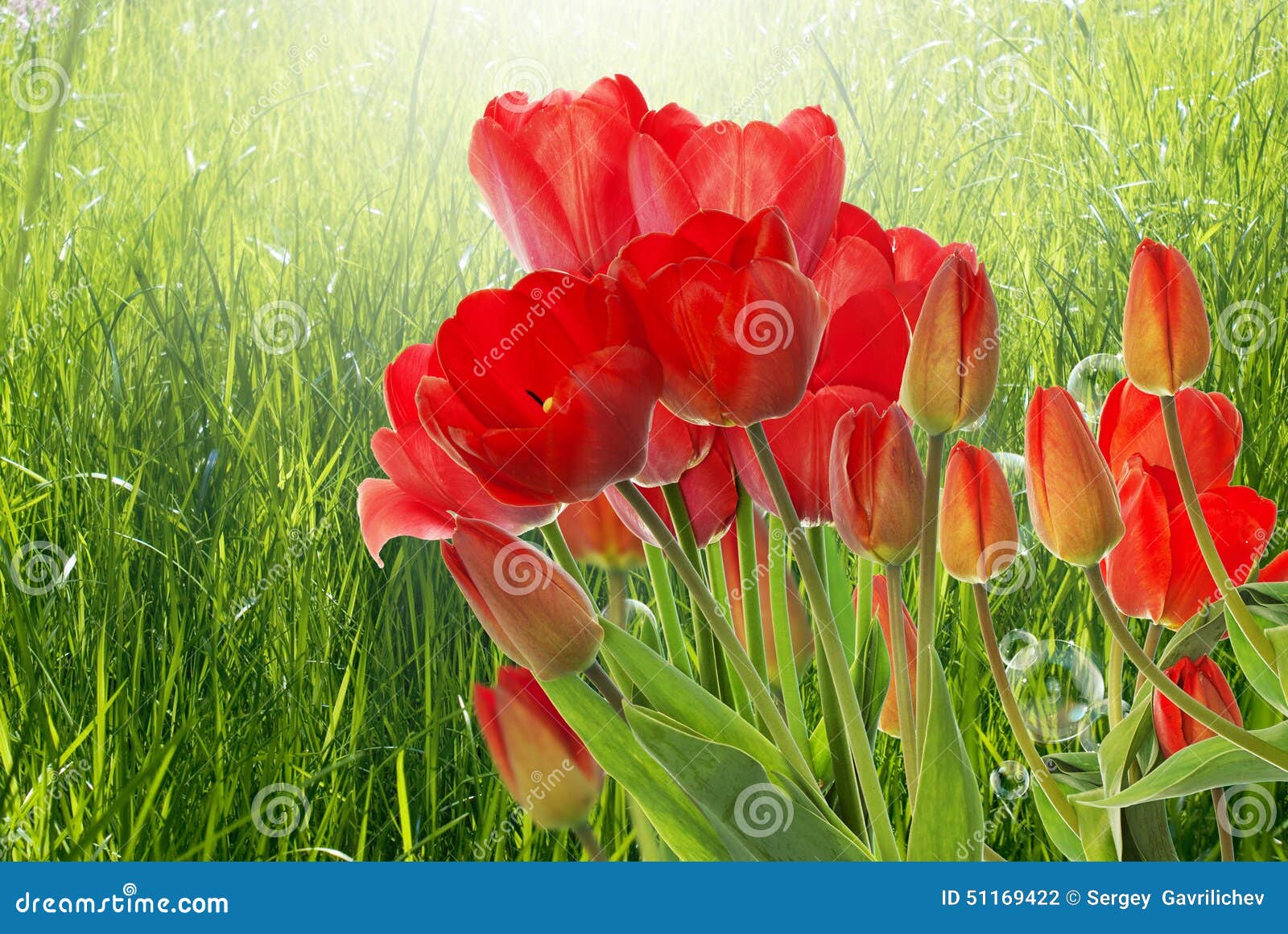 Fresh Red Tulips on Abstract Spring Nature Background Stock Photo ...