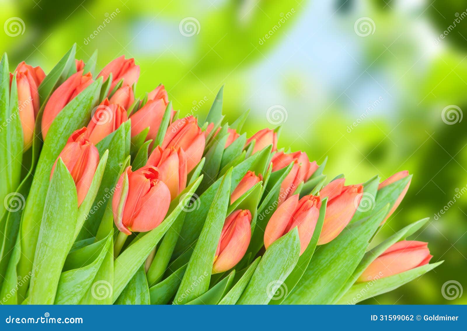 Fresh red tulips stock photo. Image of leaf, gift, beautiful - 31599062