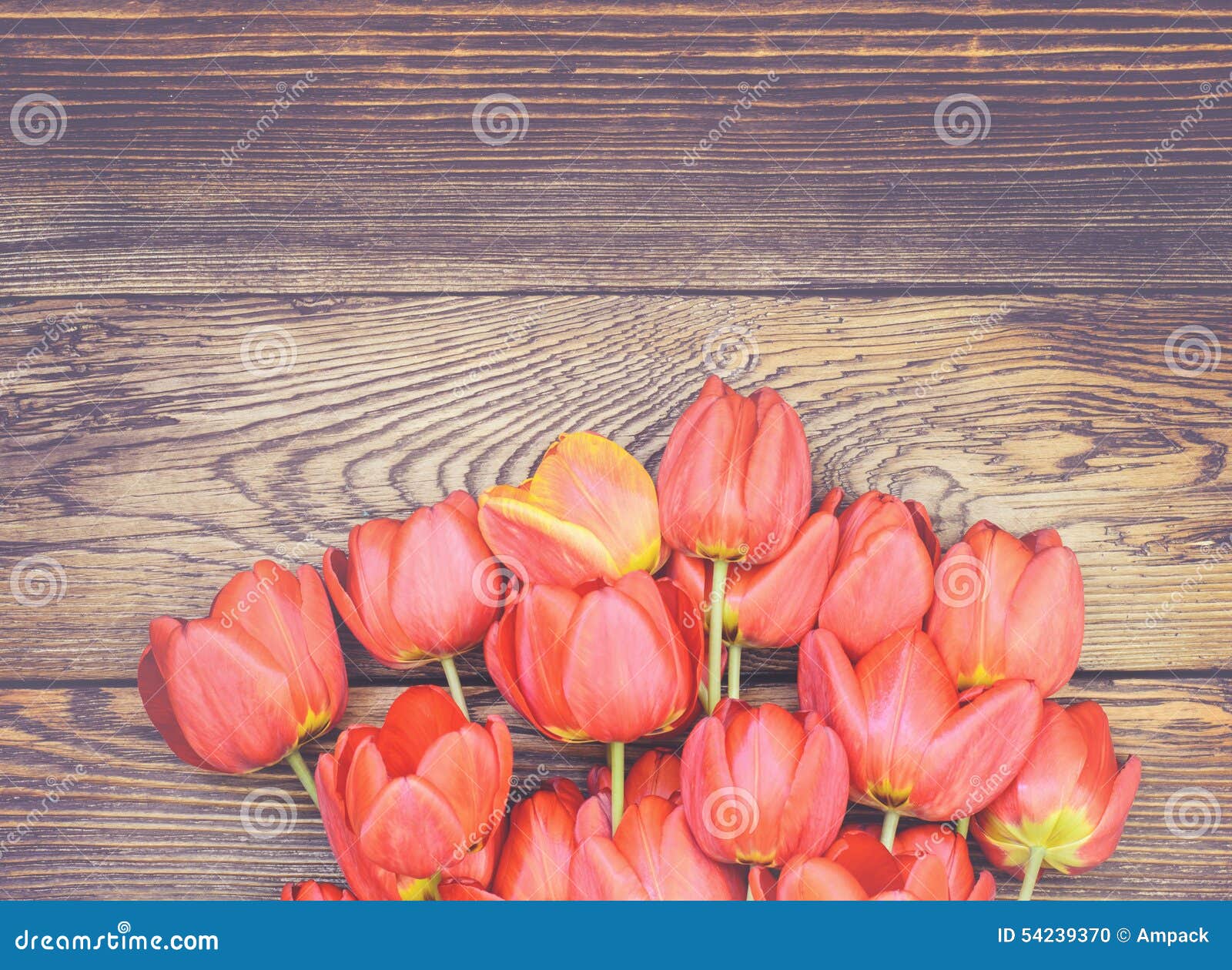 Fresh Red Tulips on a Wood Textured Background Stock Photo - Image of ...