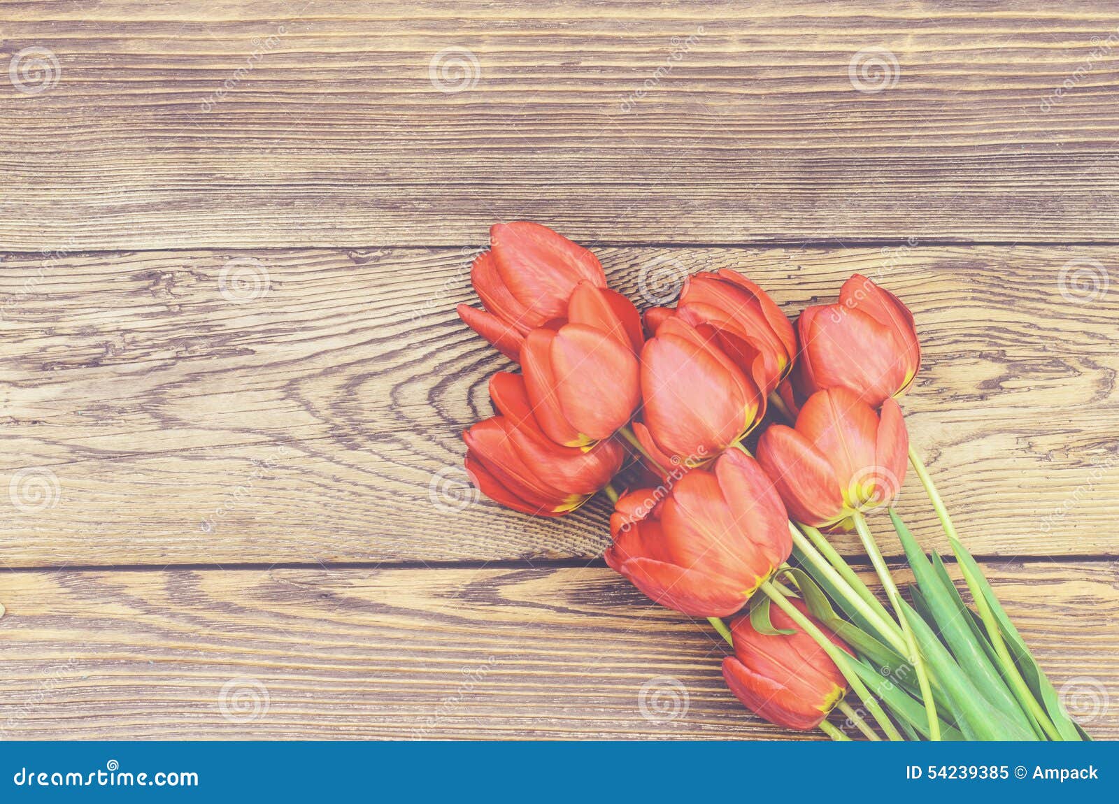 Fresh Red Tulips on a Wood Textured Background Stock Image - Image of ...