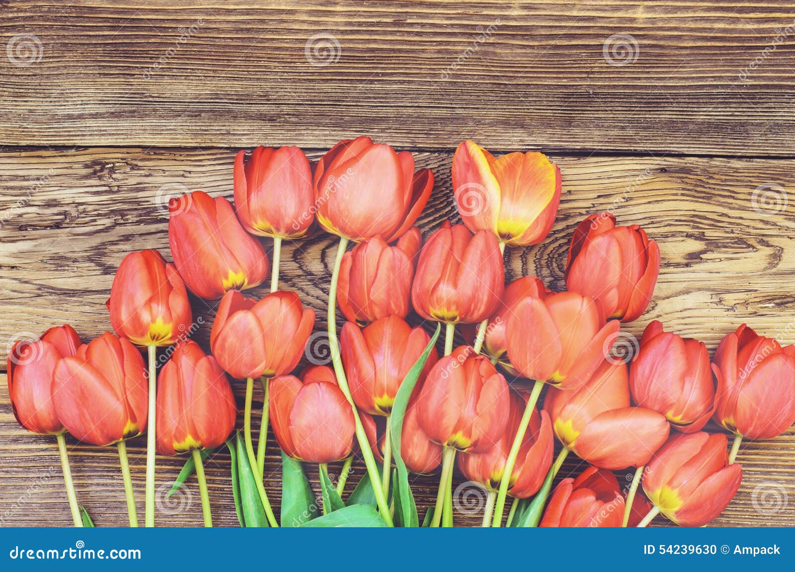 Fresh Red Tulips on a Wood Textured Background Stock Photo - Image of ...