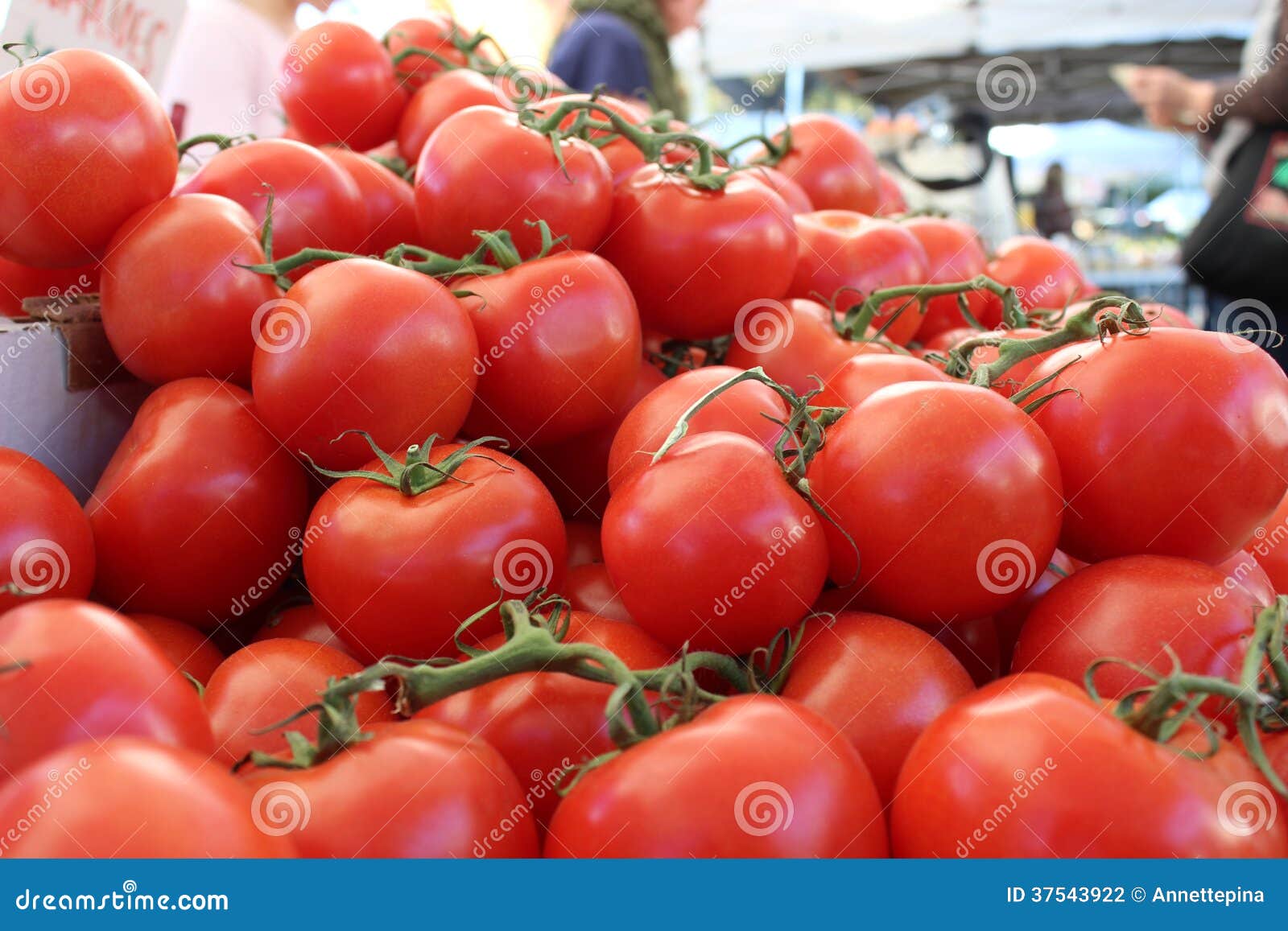 Fresh, Red Vine Ripe Tomatoes Stock Photo - Image of vine, fresh: 37543922