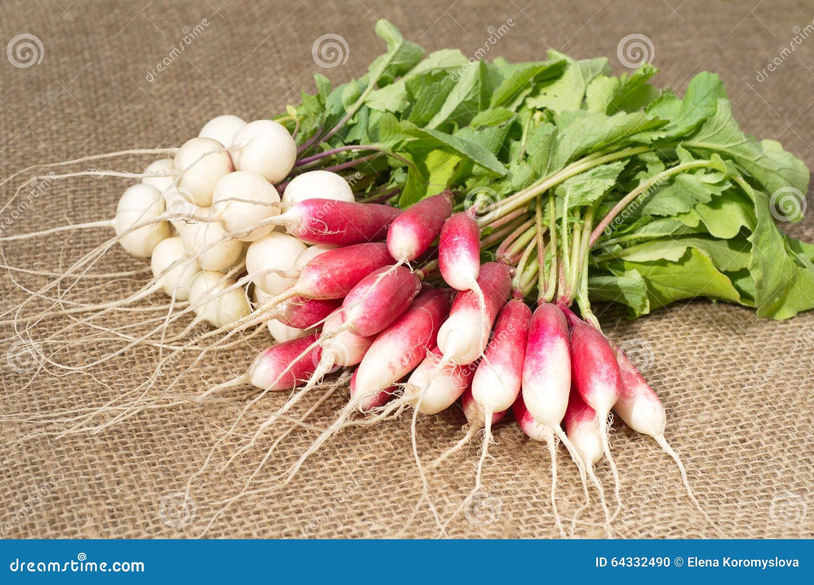Fresh Red and White Radishes Stock Photo - Image of burlap, vegetarian ...