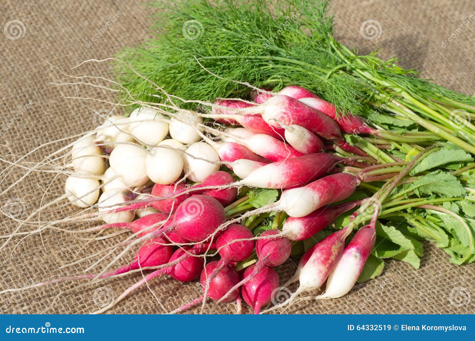 Fresh Red and White Radishes Stock Image - Image of white, vegetarian ...