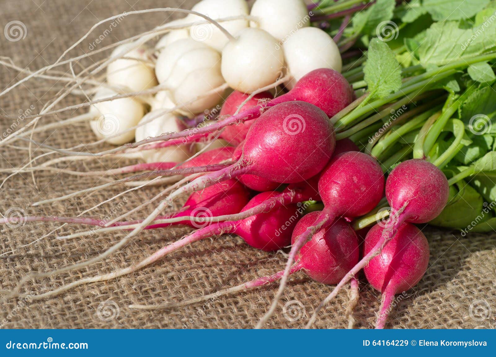 Fresh Red and White Radishes Stock Image - Image of vegetarian, white ...