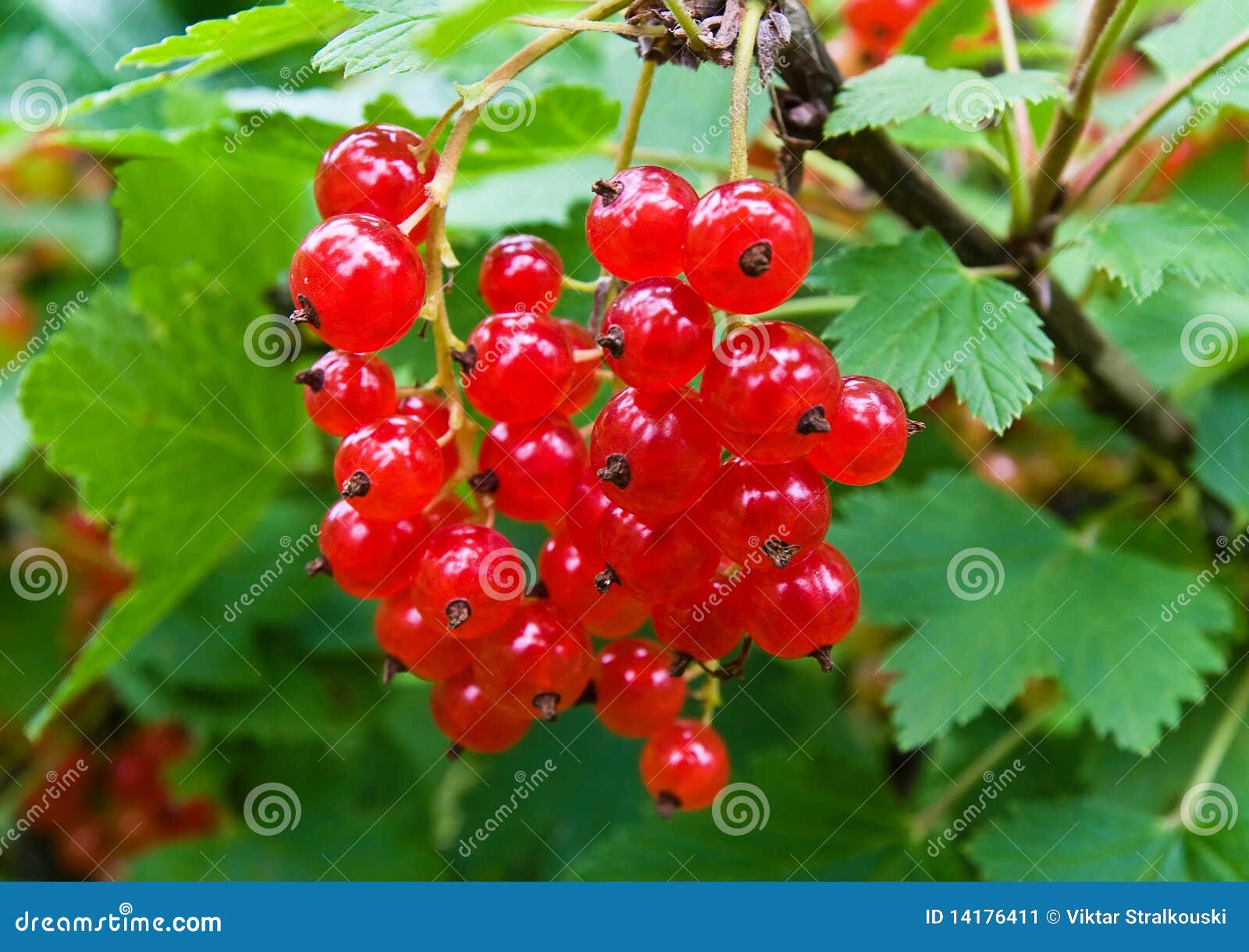 Fresh redcurrant fruit stock image. Image of diet, flavor - 14176411