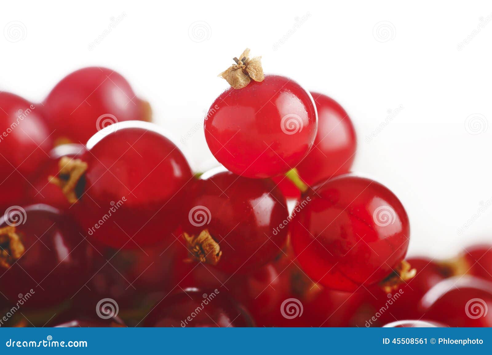 Fresh redcurrant stock image. Image of vegetarian, fruit - 45508561