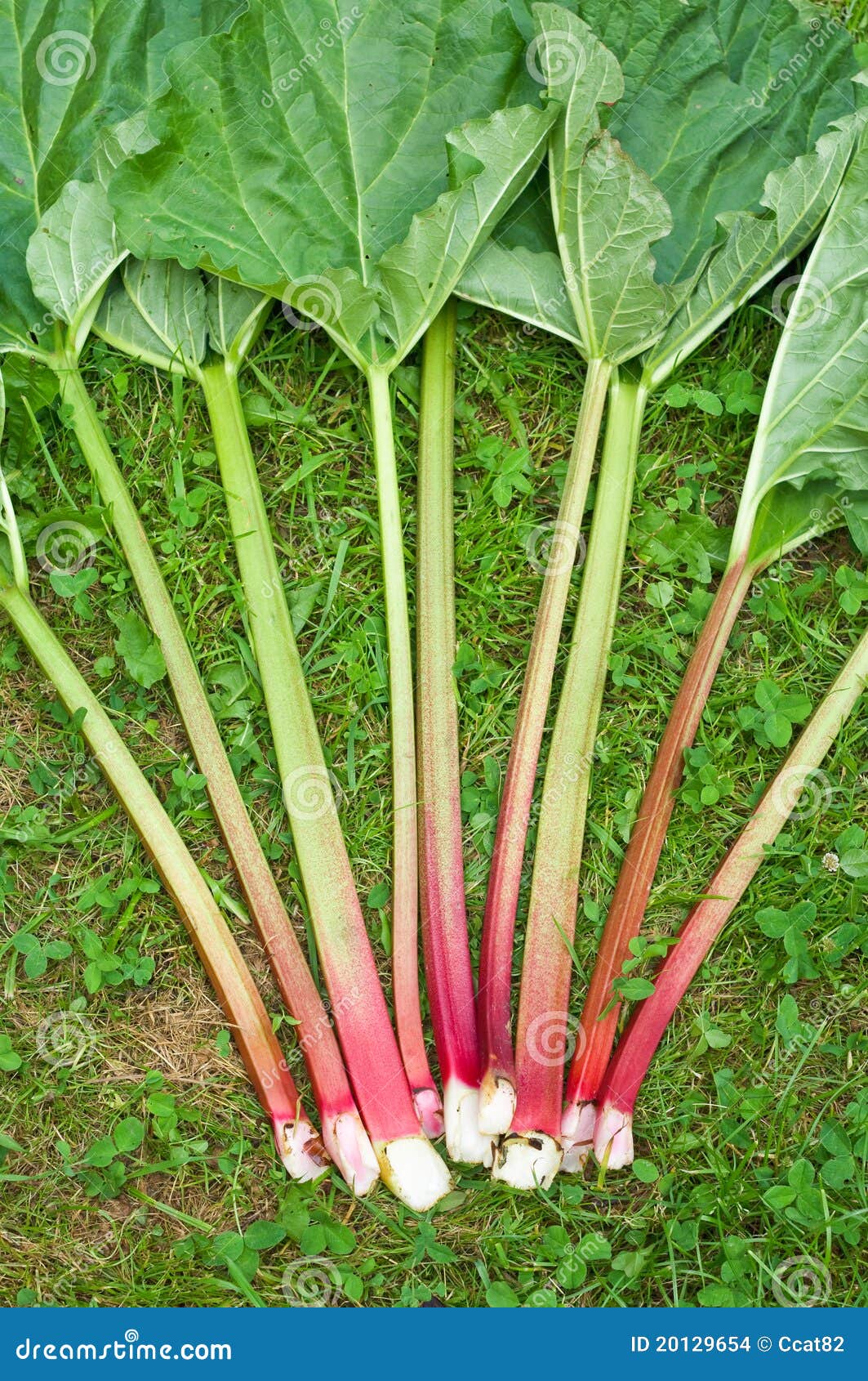 Fresh rhubarb stock photo. Image of natural, cooking - 20129654