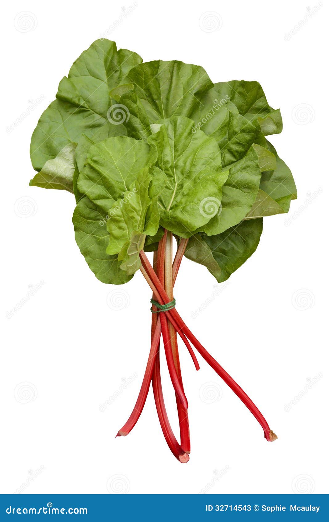 Fresh Rhubarb bunch stock image. Image of pink, isolated - 32714543