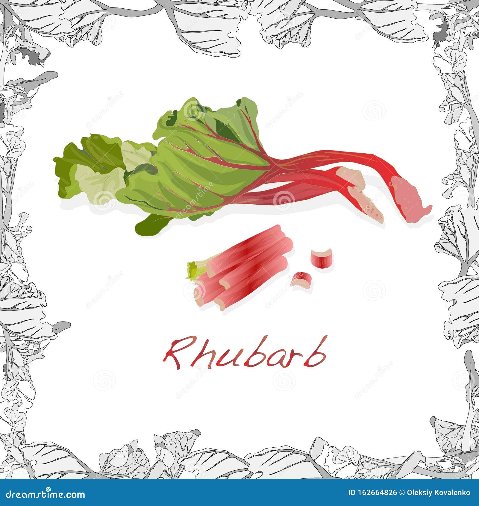 Fresh Rhubarb Illustration Isolated On White Background. Vector Image ...