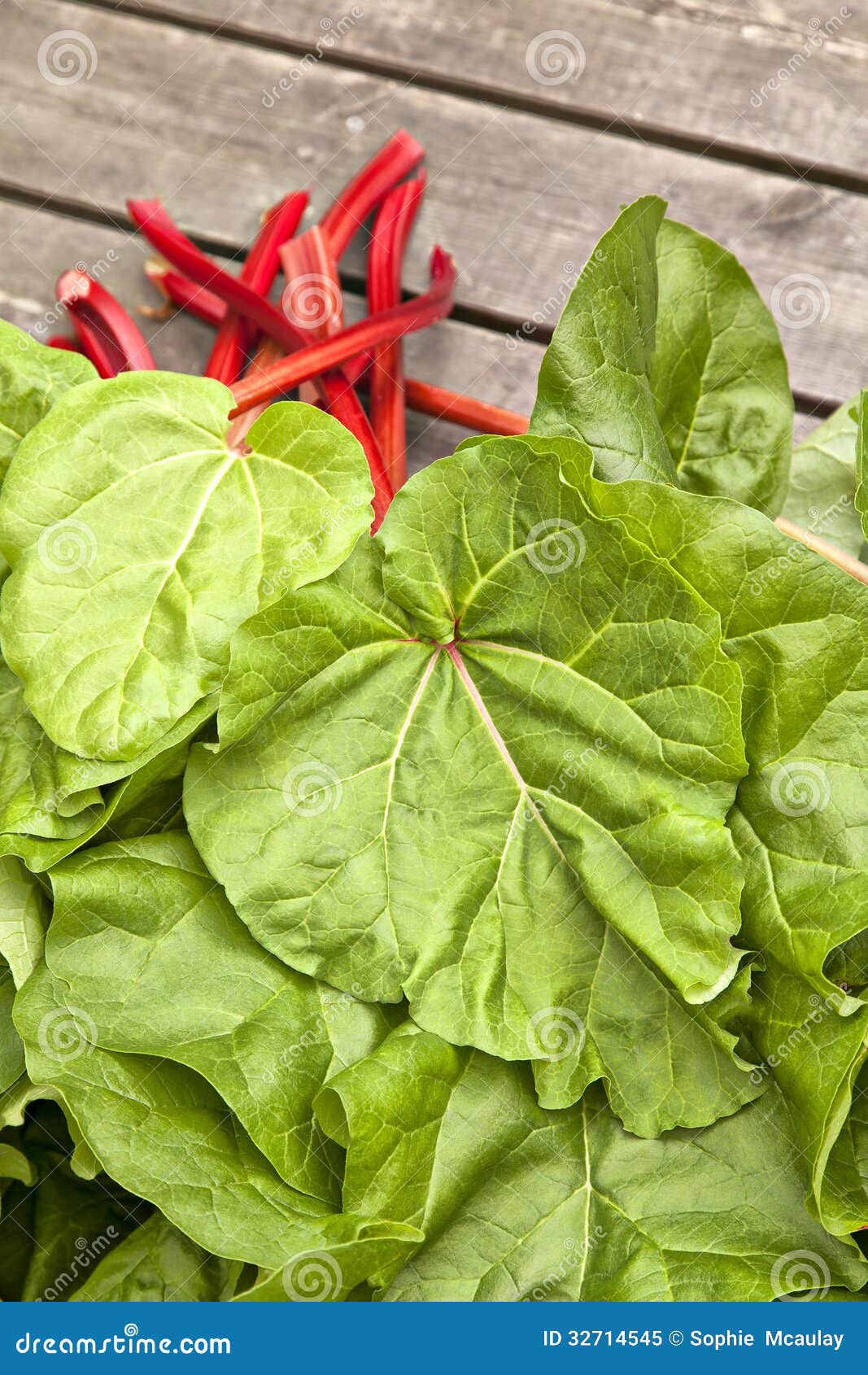 Fresh rhubarb stock image. Image of green, nutrition - 32714545