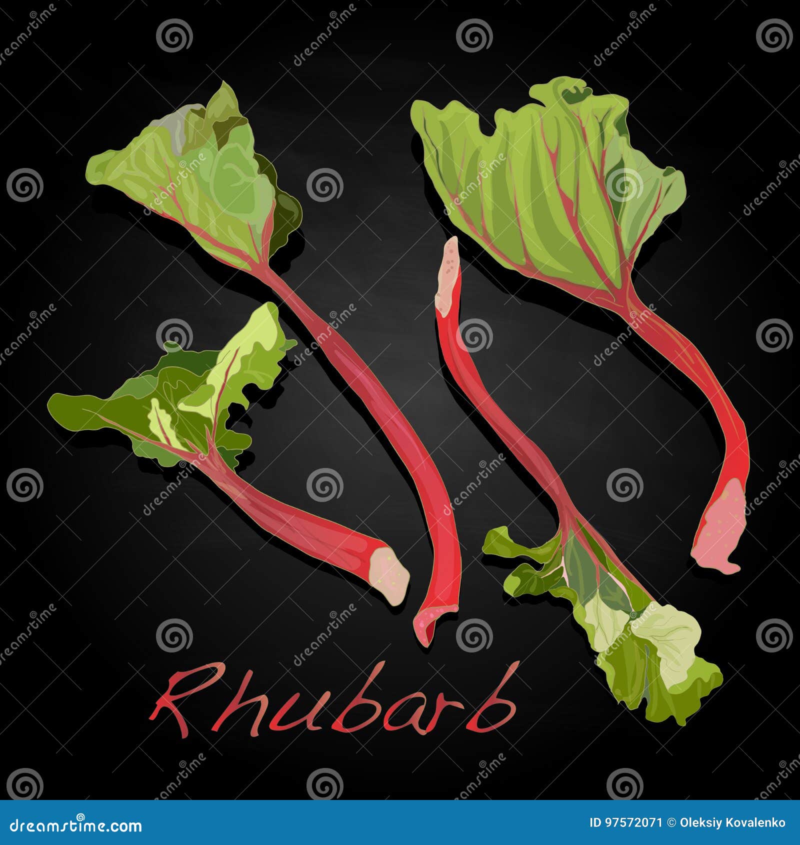 Fresh Rhubarb Isolated on Black Stock Illustration - Illustration of ...