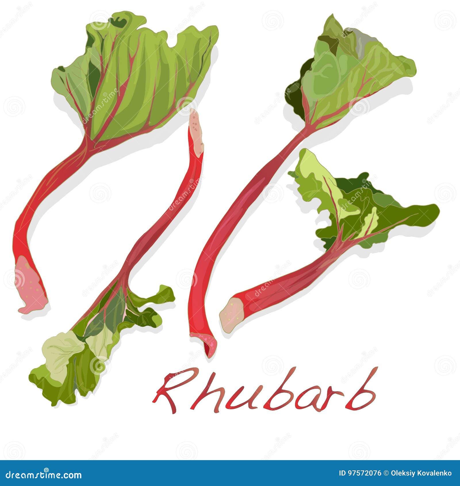 Fresh Rhubarb Isolated on White Stock Vector - Illustration of diet ...