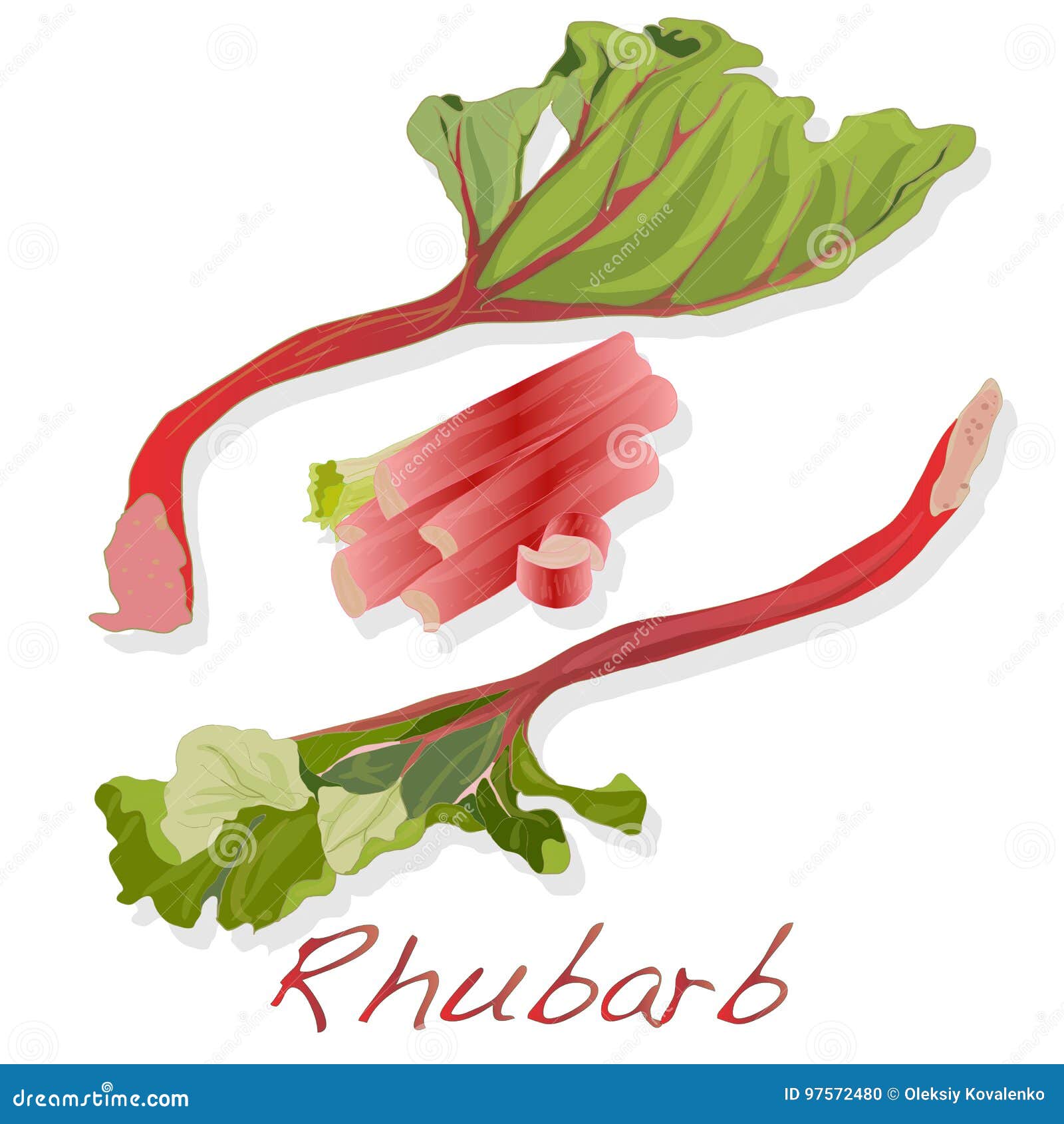 Fresh Rhubarb Isolated on White Stock Vector - Illustration of ...