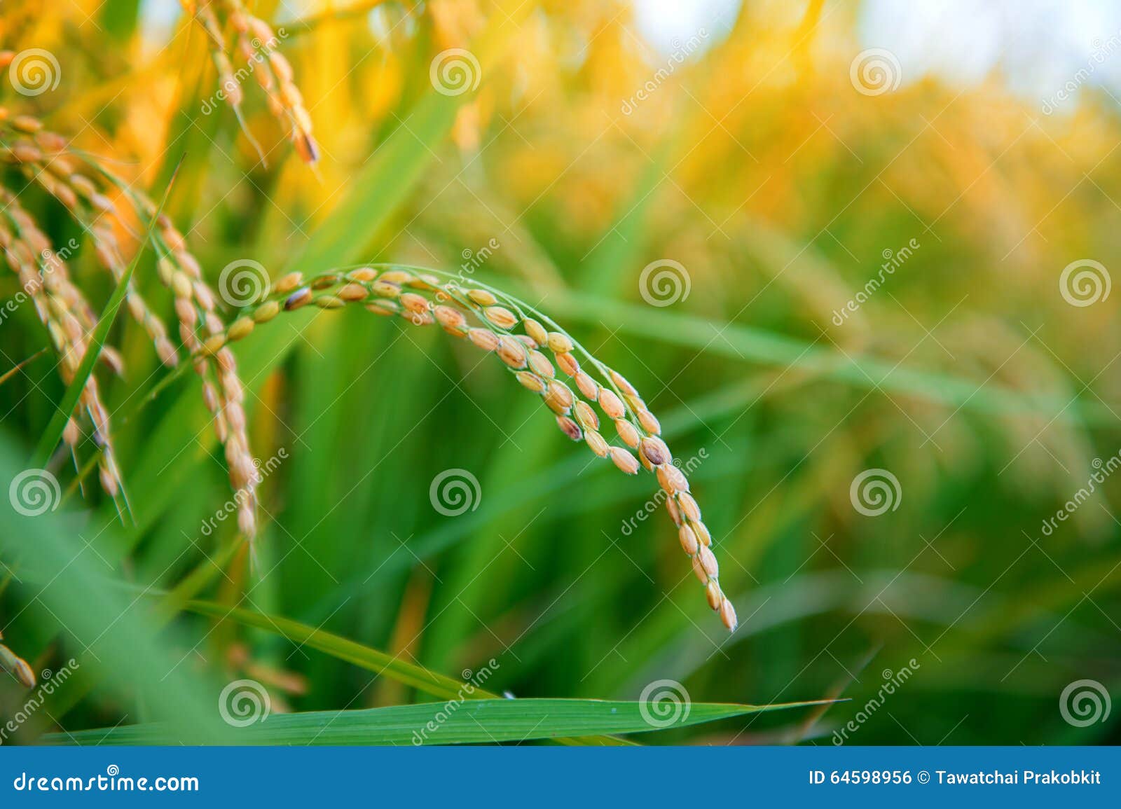 Fresh Rice field. stock photo. Image of asia, closeup - 64598956