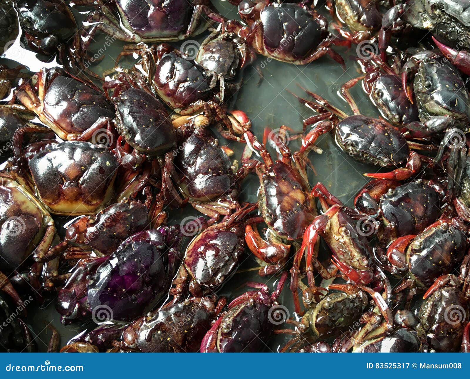 Fresh rice field crab stock image. Image of farm, fresh - 83525317
