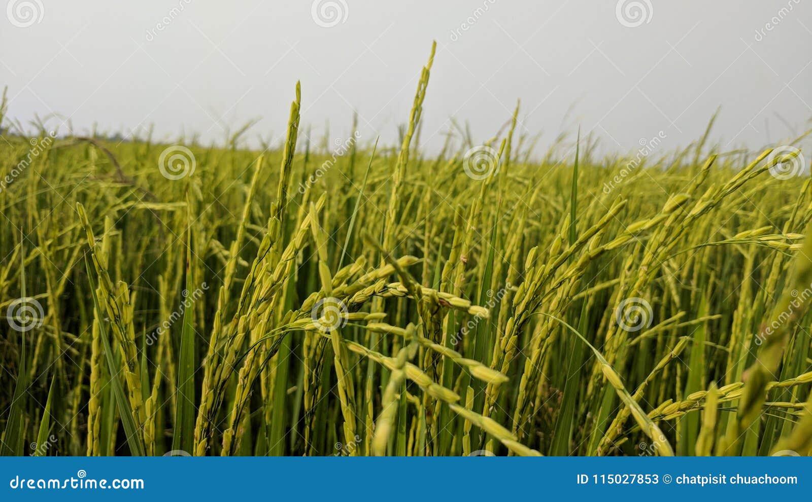 Fresh rice stock image. Image of green, rice, fresh - 115027853