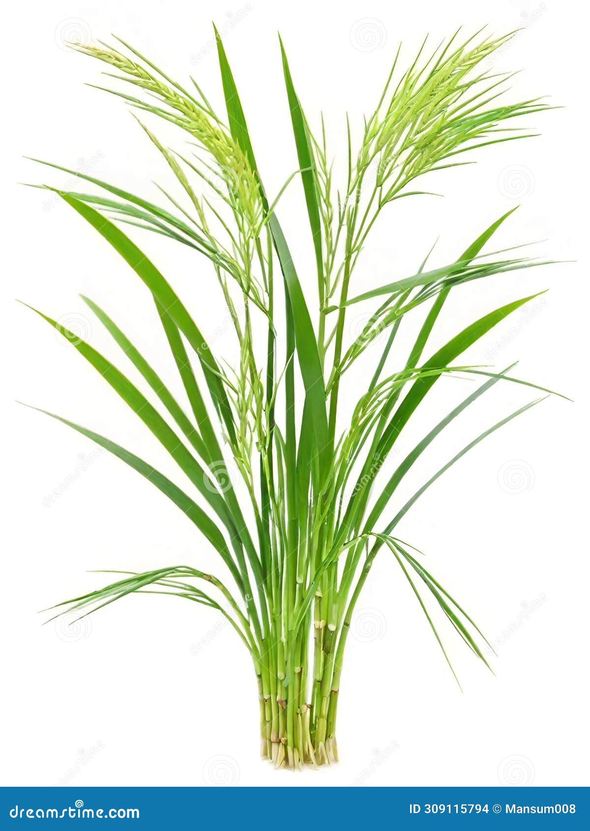 Fresh Rice Leaves Isolated on White Background Stock Illustration ...