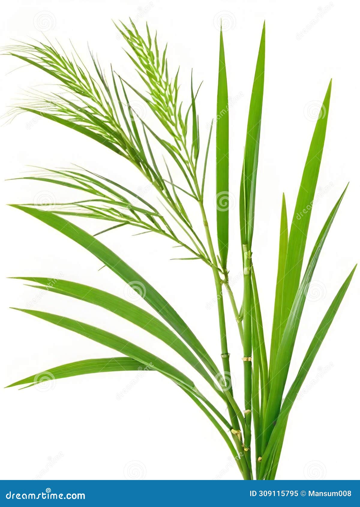 Fresh Rice Leaves Isolated on White Background Stock Illustration ...